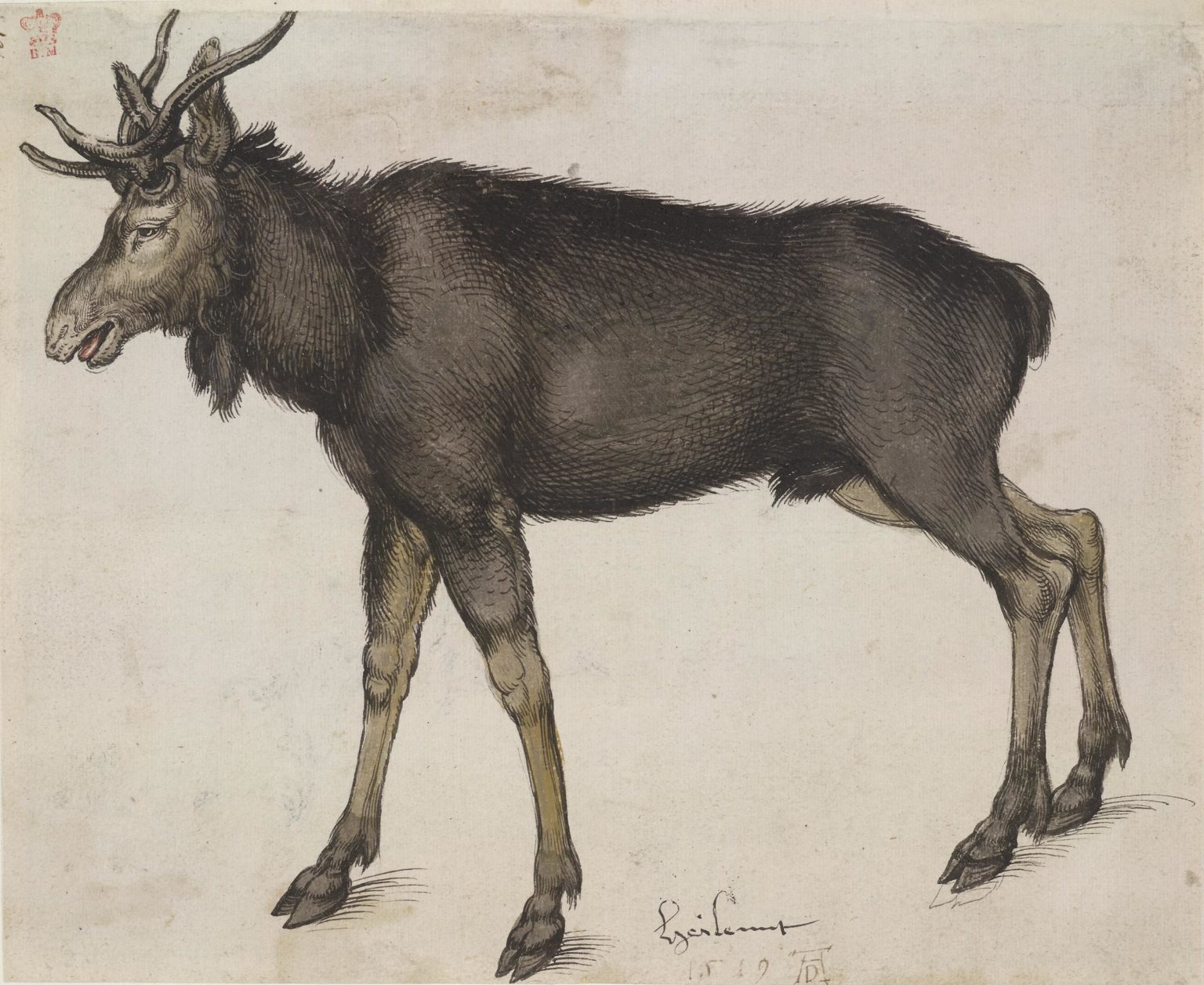 Albrecht DÜRER (1471-1528) – trema – Musée des Arts anciens